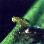 Aphytis melinus - Insetti utili - Fitogest
