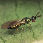 Diglyphus isaea - Insetti utili - Fitogest